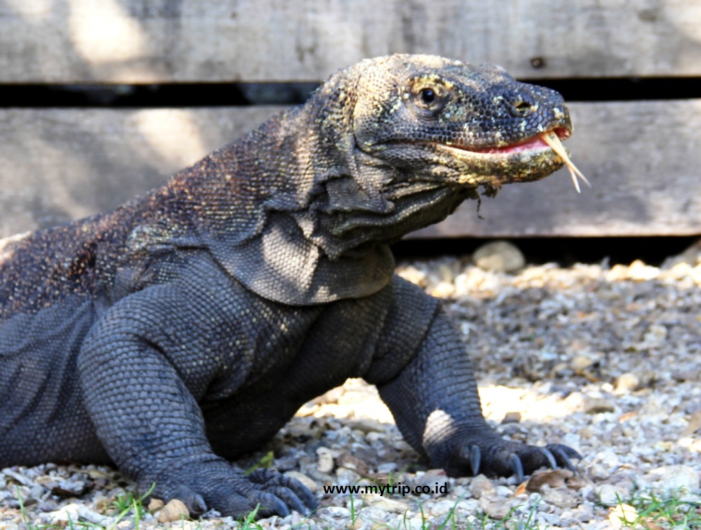 24 BINATANG KHAS DARI SELURUH DUNIA (Bagian 1)